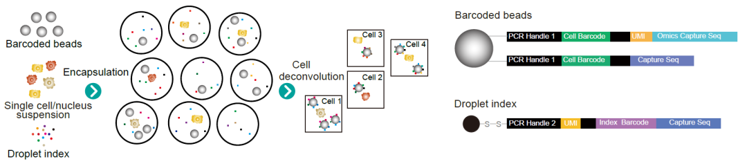 稳定、高效：DNBelab C-TaiM4单细胞转录组实测数据展示
